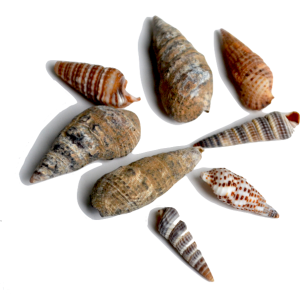 Shell & Fossil Identification | Treasure Quest Mining