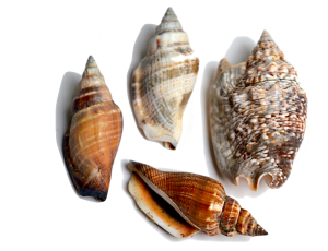 Shell & Fossil Identification | Treasure Quest Mining